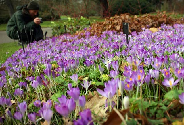 The best forests and gardens in the UK to see spring flowers | The ...