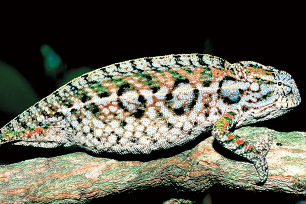 Lizards are dying out because of climate change, study says | The ...