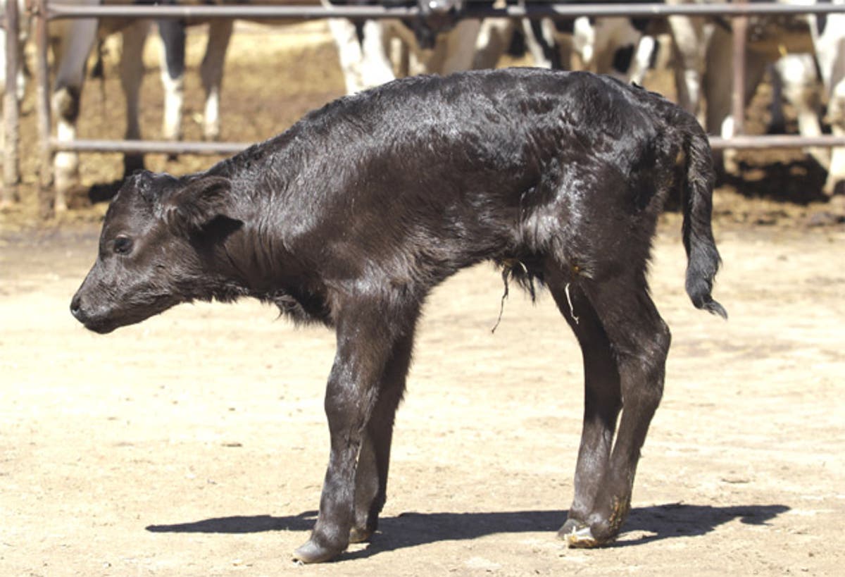 Spain shows off its first cloned fighting bull | The Independent | The ...