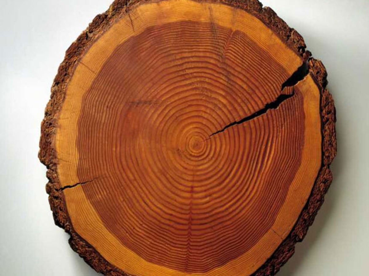 Prometheus Tree Rings