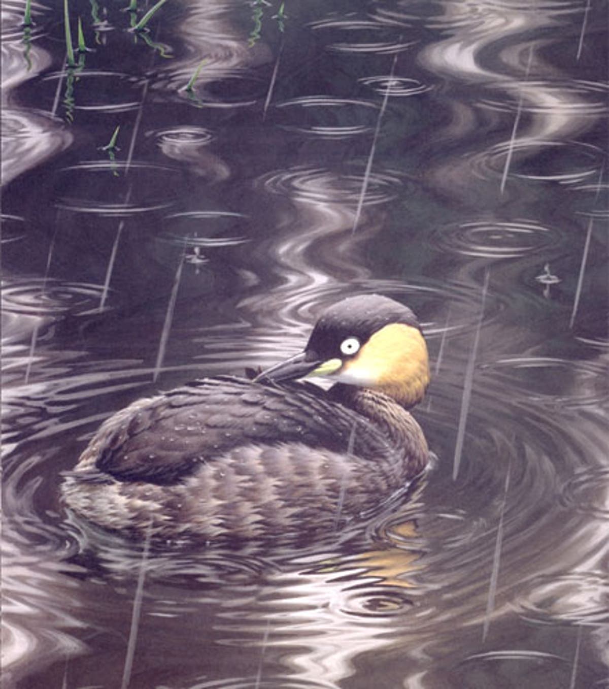 End of Alaotra grebe is further evidence of Sixth Great Extinction ...