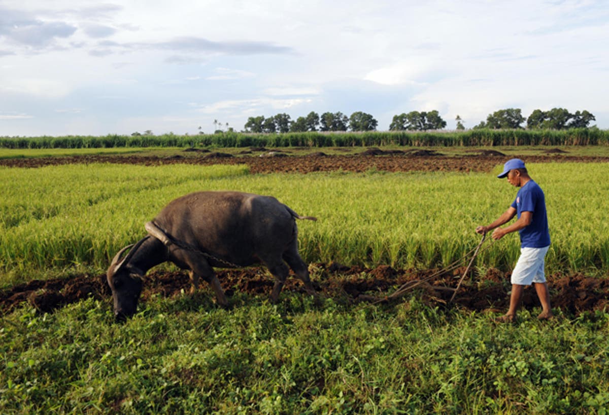 Spencer Wells: 'At root, we're still hunters' | The Independent | The ...