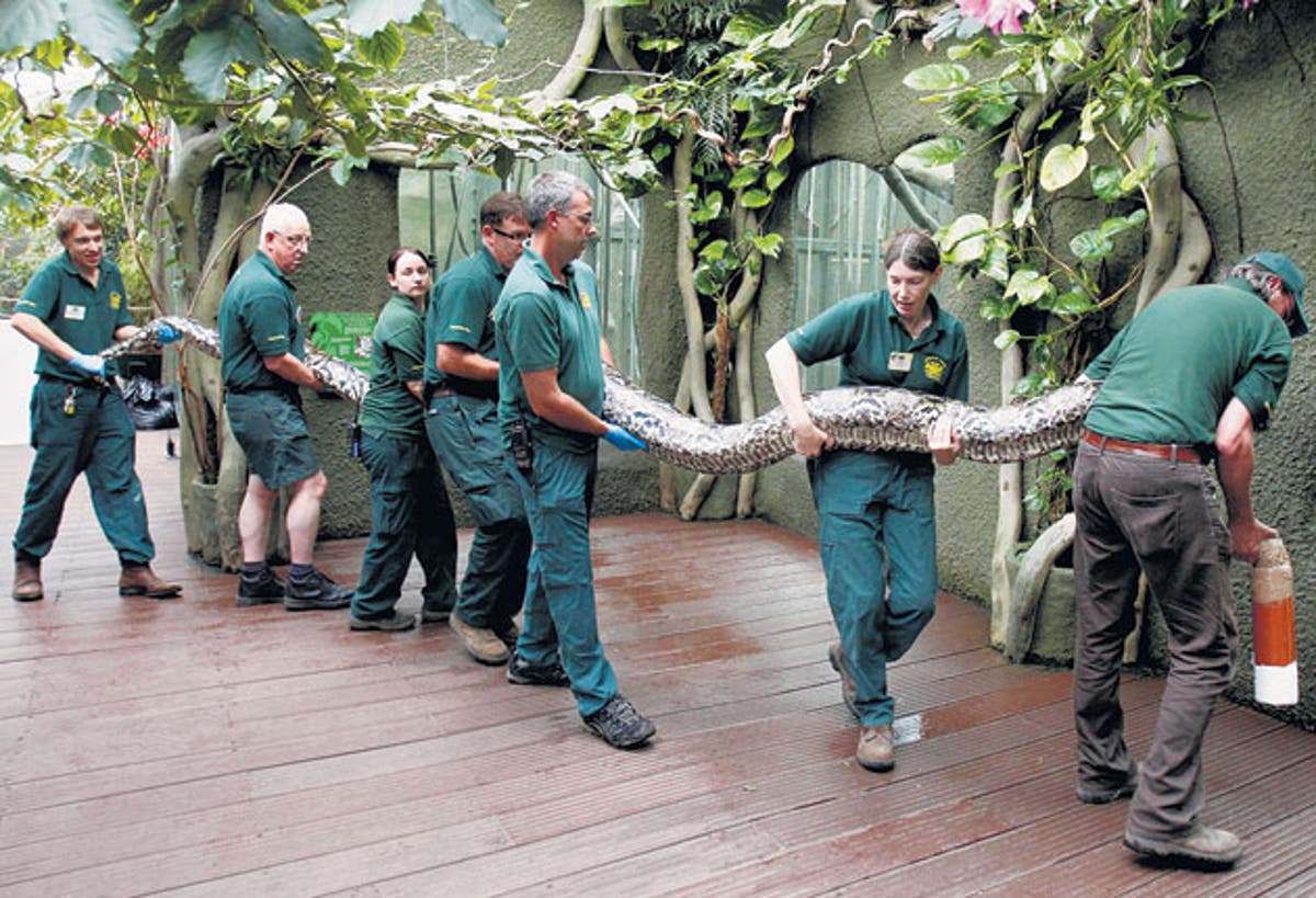 Out of the python's den | The Independent | The Independent