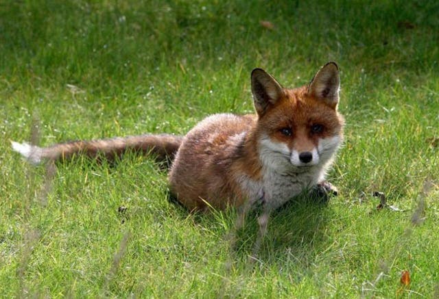 London council offers advice on shooting foxes, but says urban pest ...