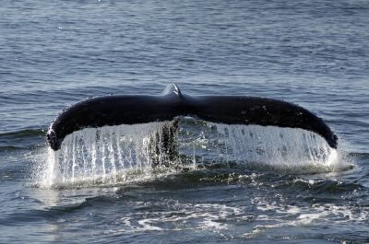 Current Twitter trends: Twitter goes down and users can't stop ...