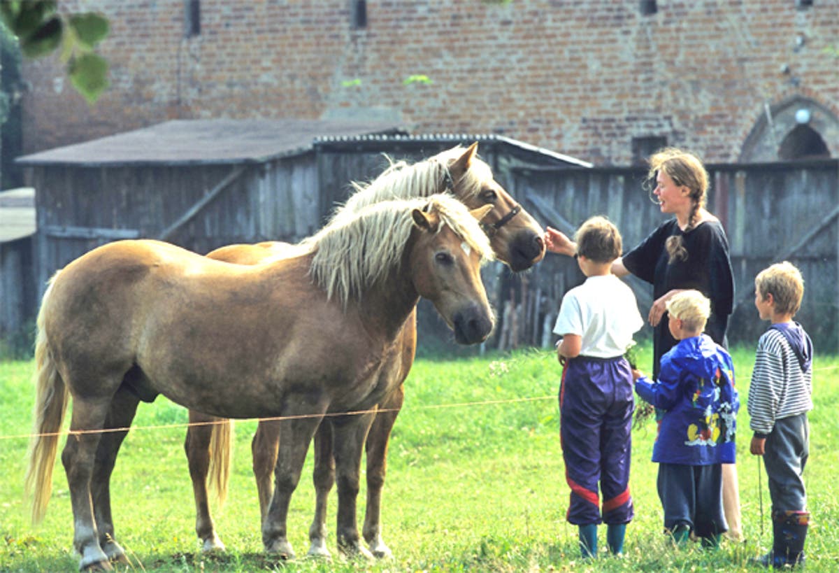 Children's petting farms face tough new rules | The Independent | The ...