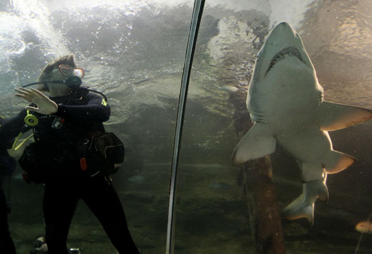 Toby Flood: Time to prove we can swim with the really big fish | The ...