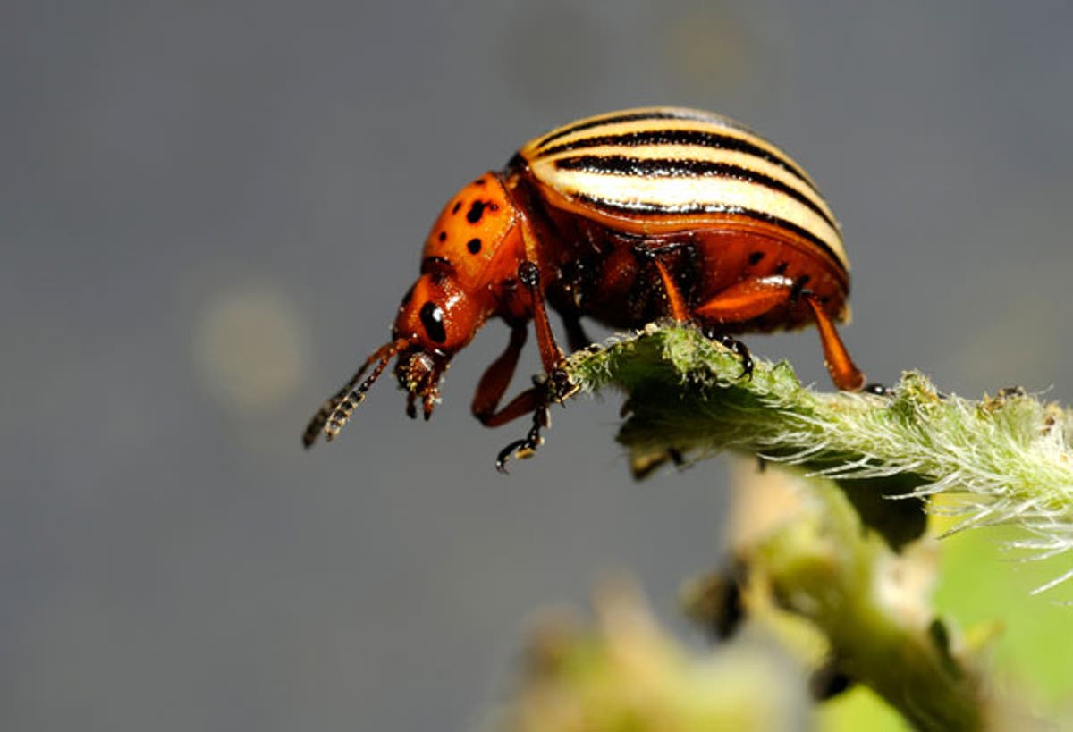 National Insect Week: The power of bugs | The Independent | The Independent