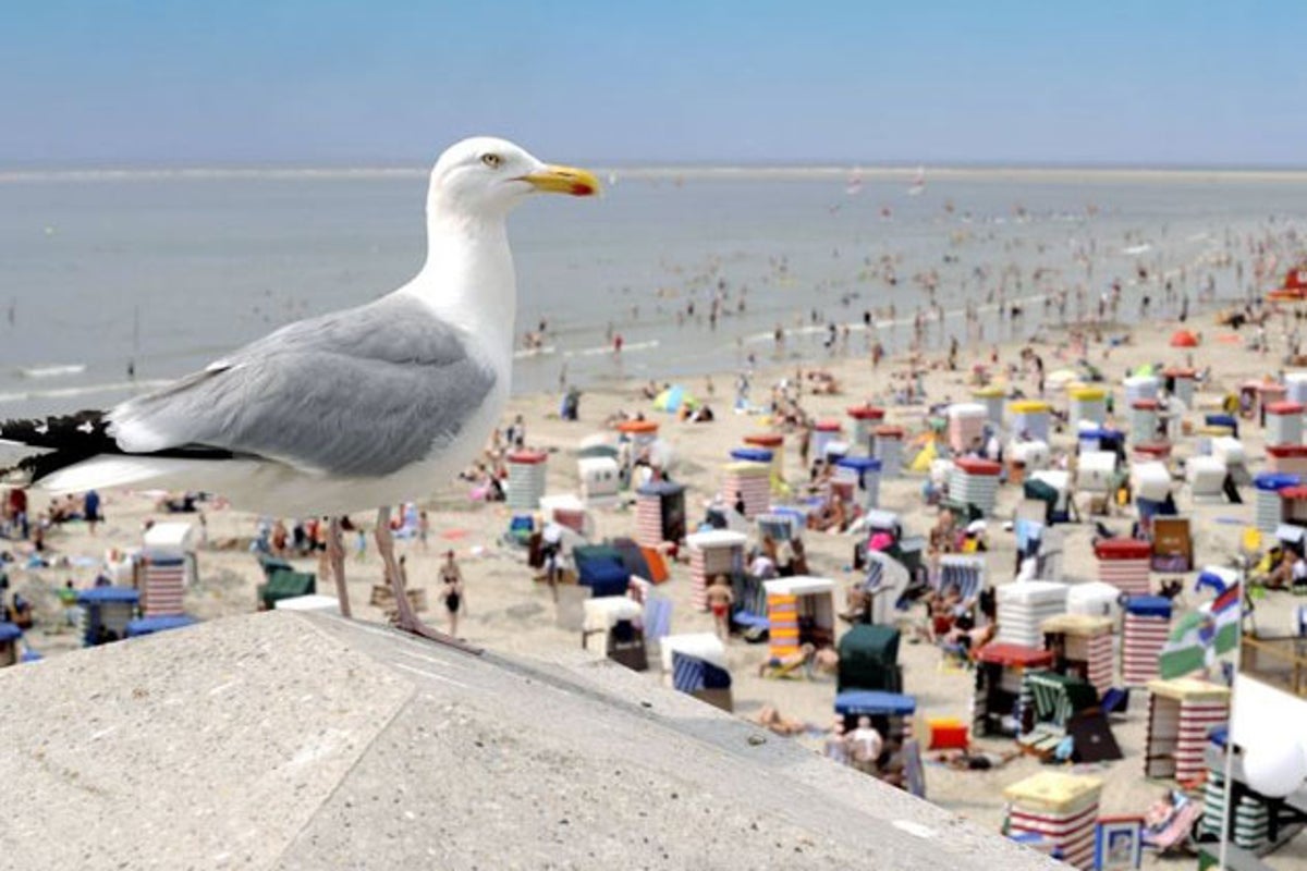Save the seagull | The Independent | The Independent