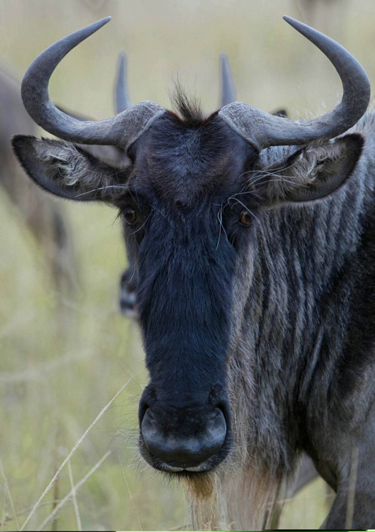 Wildebeest Face