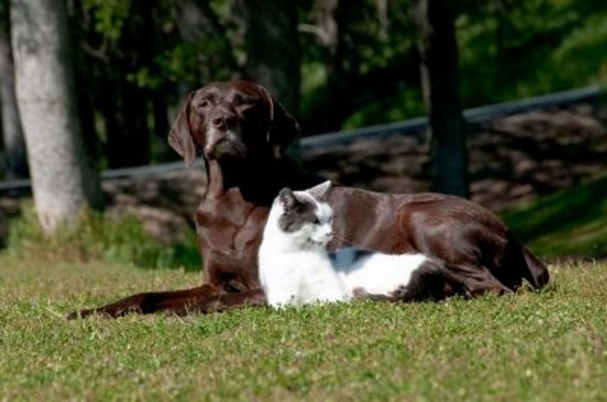 Latin Americans spending more on 'humanizing' their pets | The ...