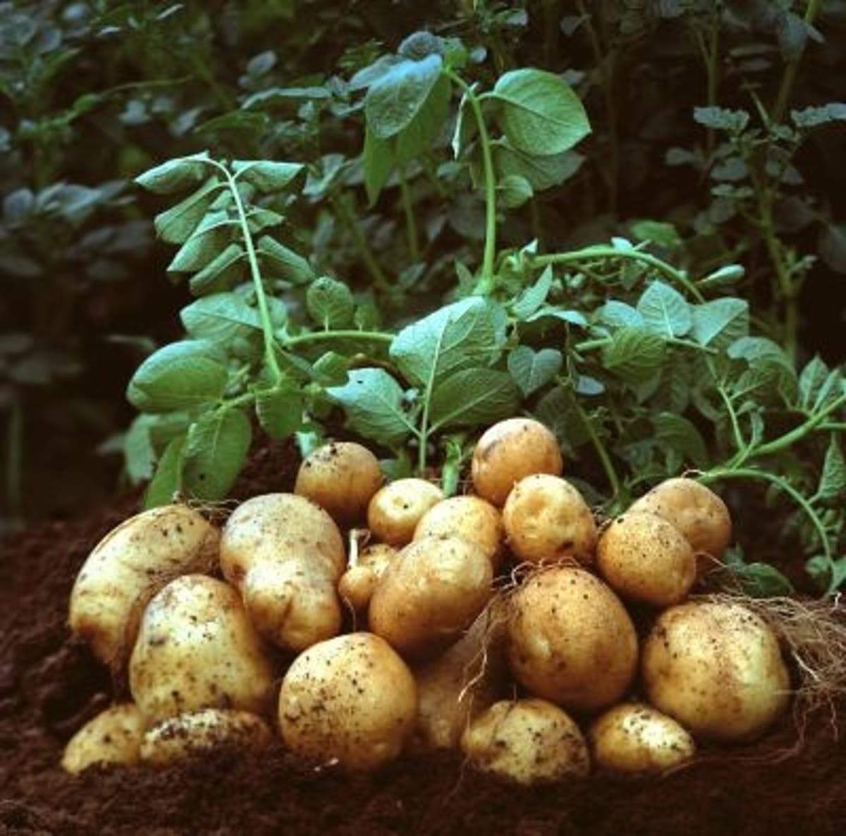 Shocked spuds deliver more antioxidants | The Independent | The Independent