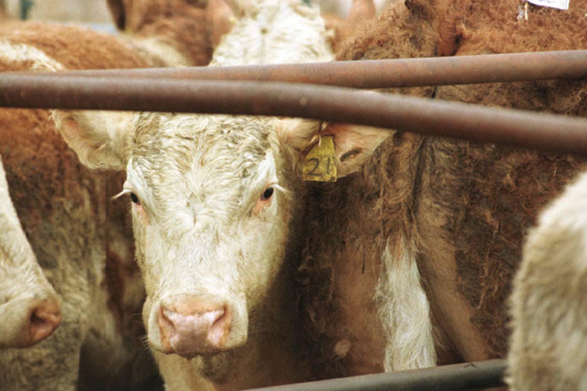 Meat back on menu for animal feed 20 years after BSE crisis | The ...