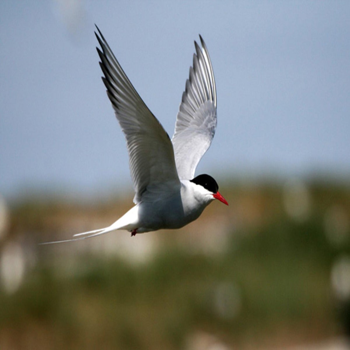 Arctic Tern Bird