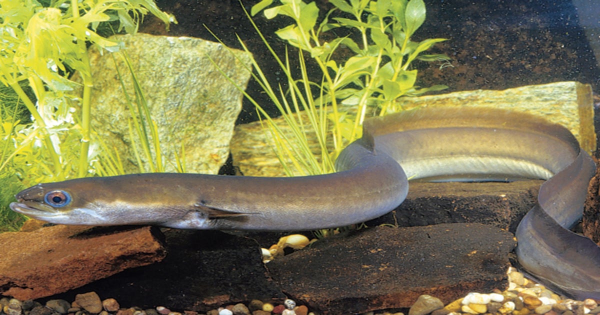 freshwater eel uk
