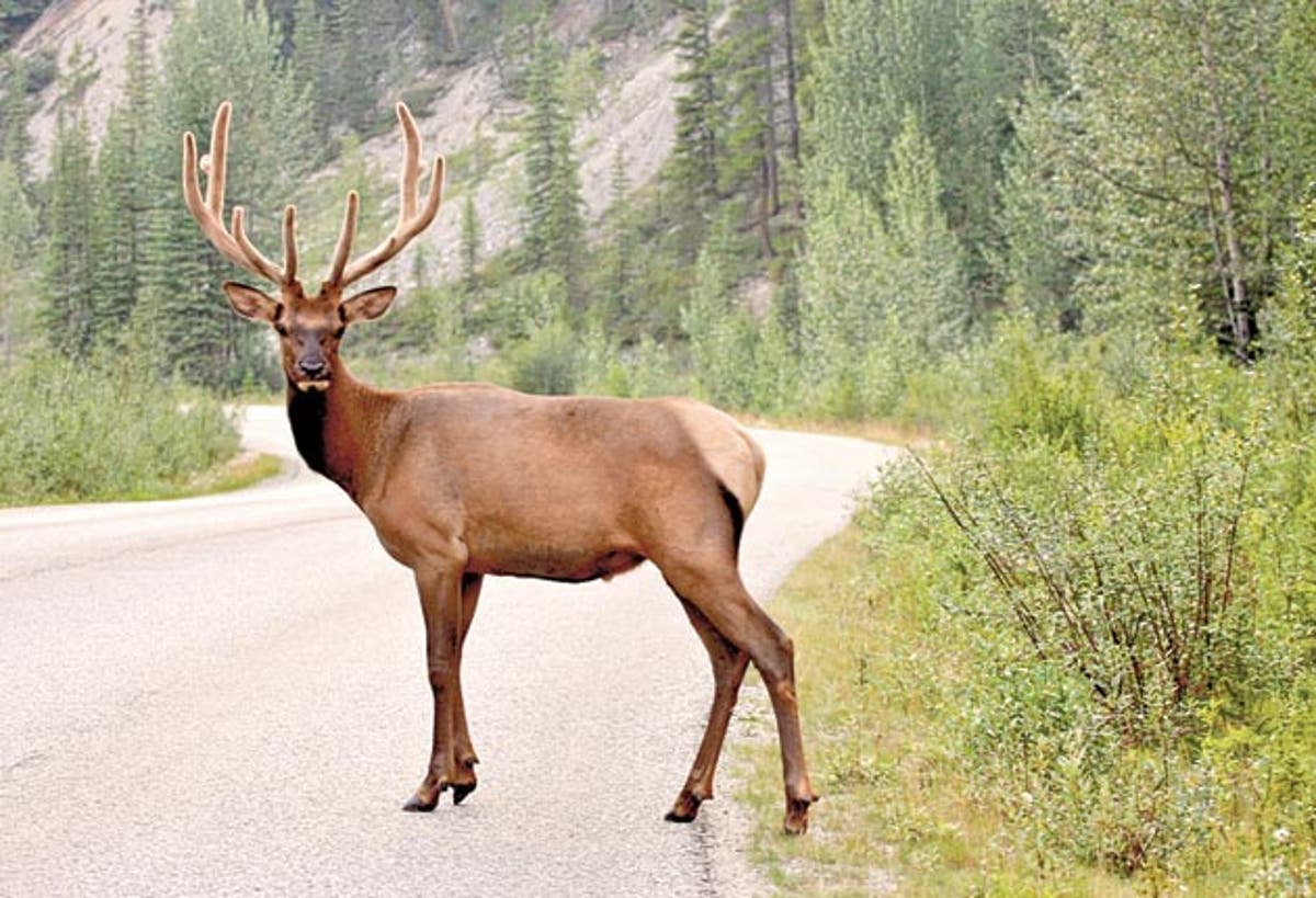 Nigel Hawkes: These over-inflated deer-crash statistics must be tackled ...