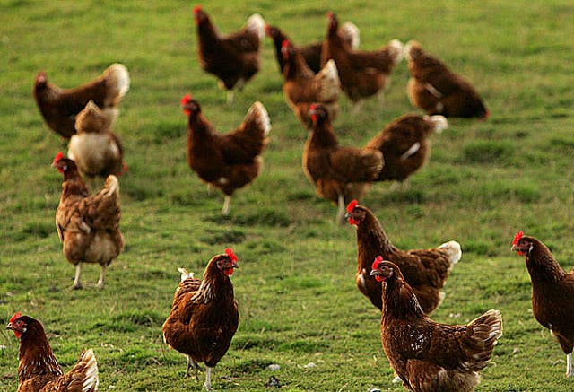 Expensive restaurants use embellished language in menus to charge more ...