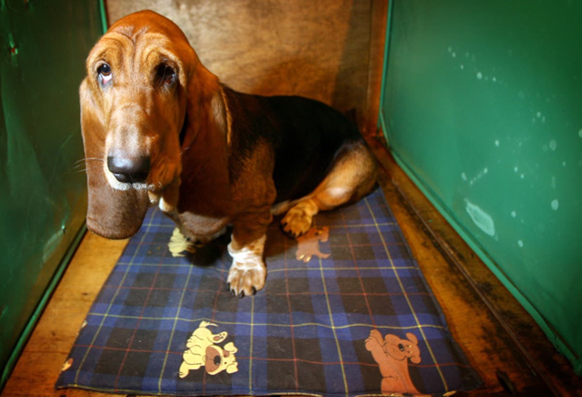 Why the long face? Maybe because he's a bowl-half-empty dog | The ...