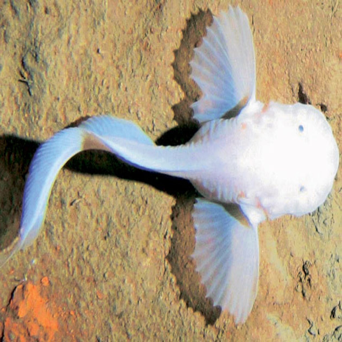 White Fish Underwater