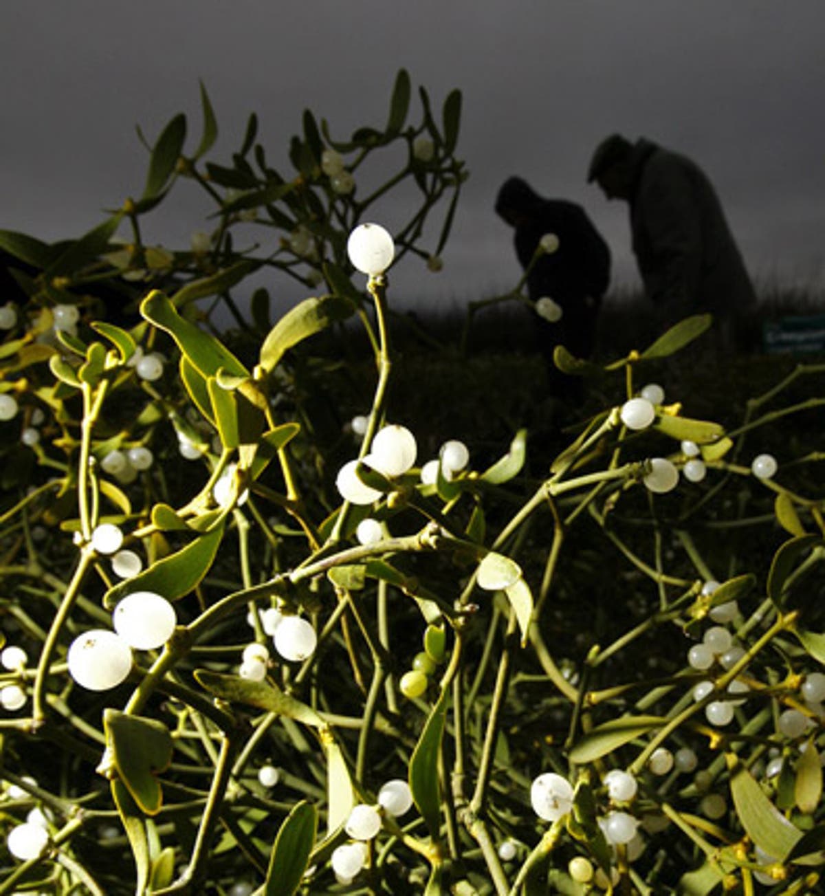 Mistletoe: The next sprig thing | The Independent | The Independent