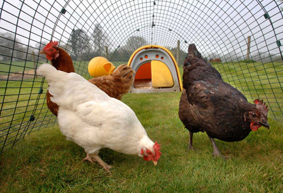 Chickens, the productive pet, win a role in the new good life | The ...