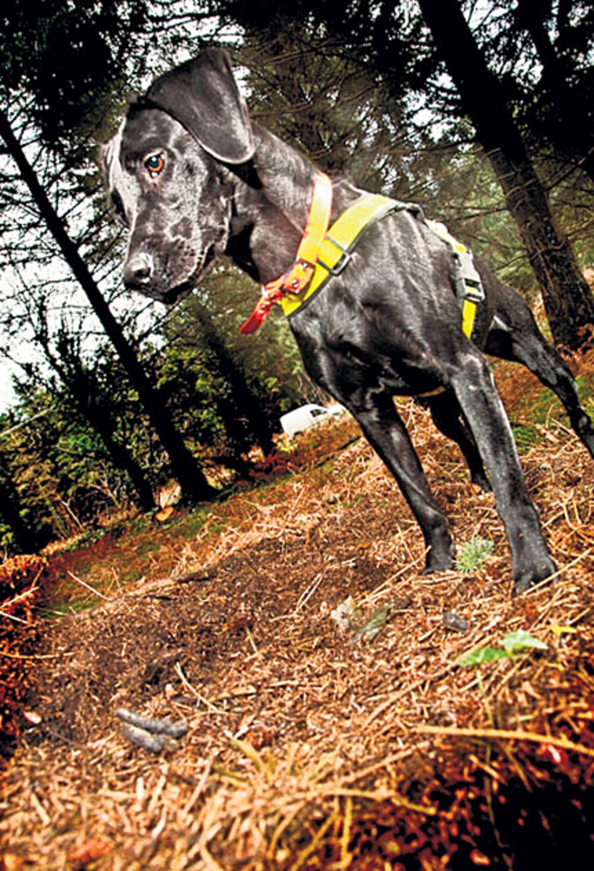 Conservation Dogs: eco researchers | The Independent | The Independent