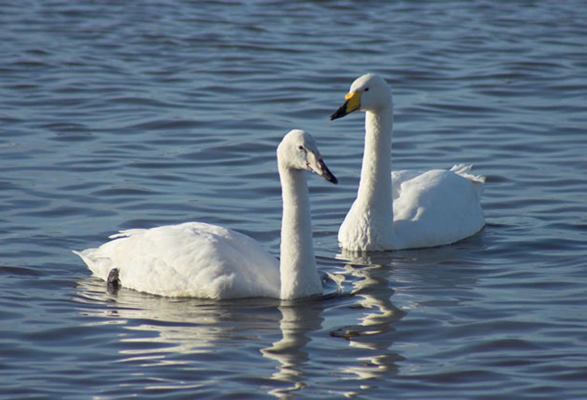 Wild swans under threat as numbers begin to decline | The Independent ...