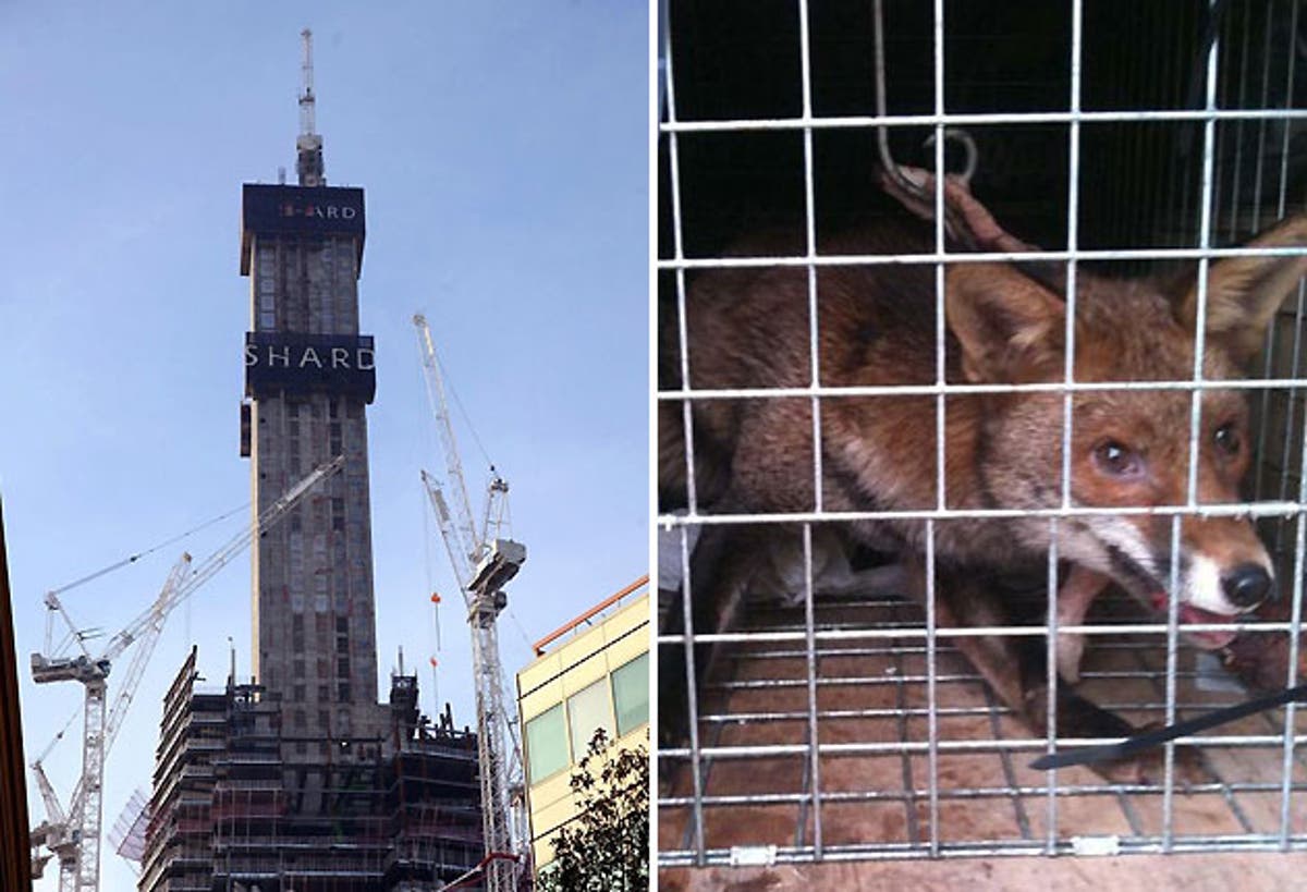Captured! The fox that made it to the 72nd floor | The Independent ...