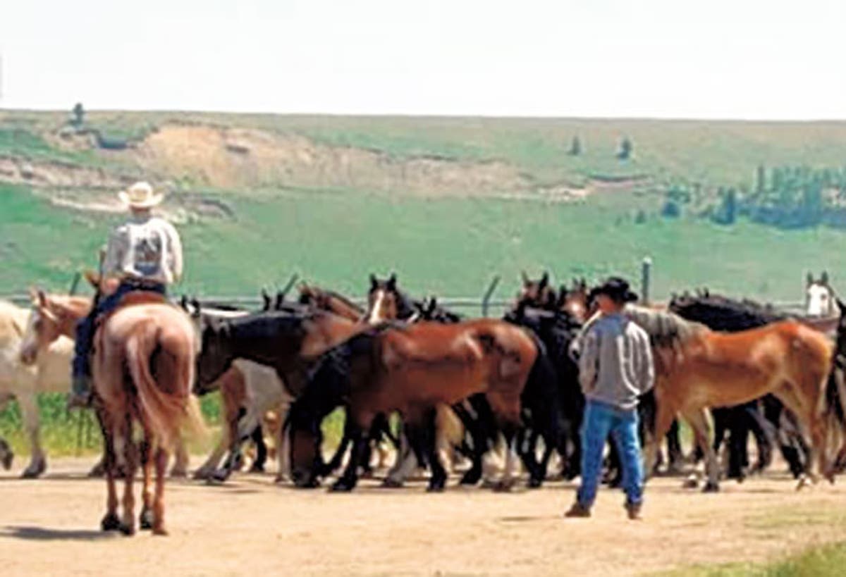 Good to go: The real rawhide | The Independent | The Independent