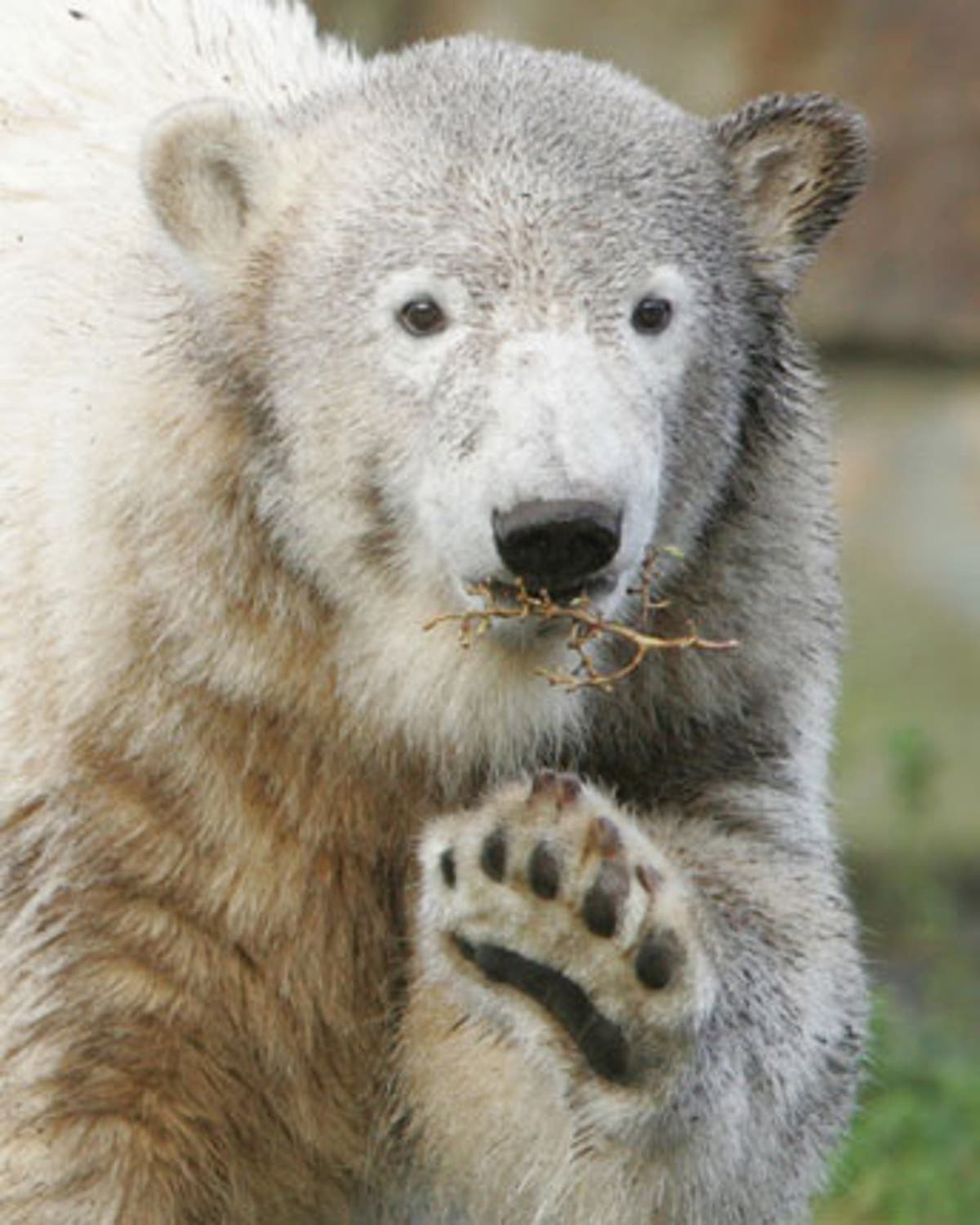 Zoo accused of contributing to Knut's death | The Independent | The ...
