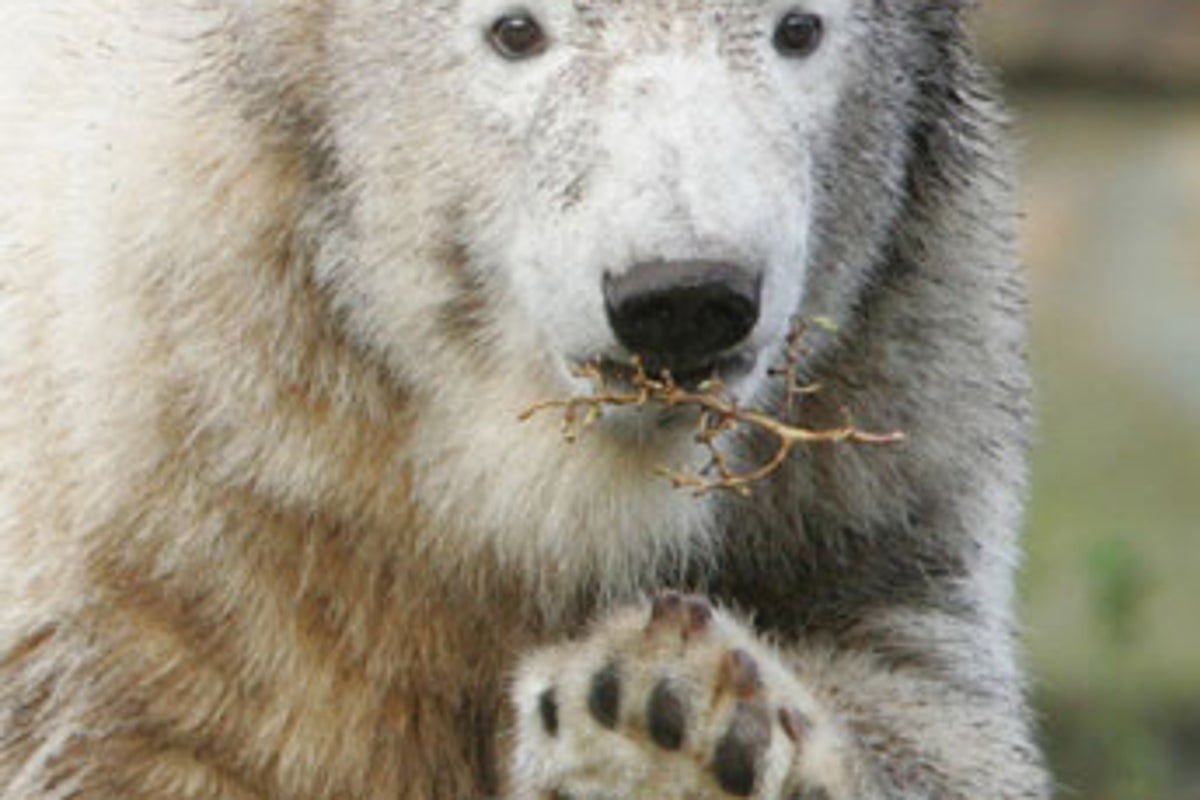 Zoo accused of contributing to Knut's death | The Independent | The ...