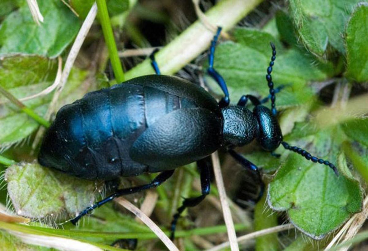 Hunt launched for oil beetles | The Independent | The Independent