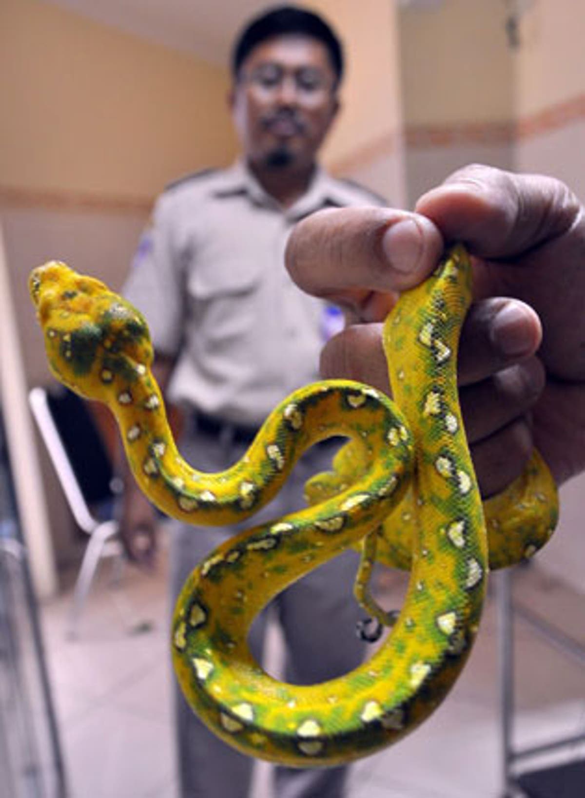 Snakes-on-a-plane pair held at airport | The Independent | The Independent