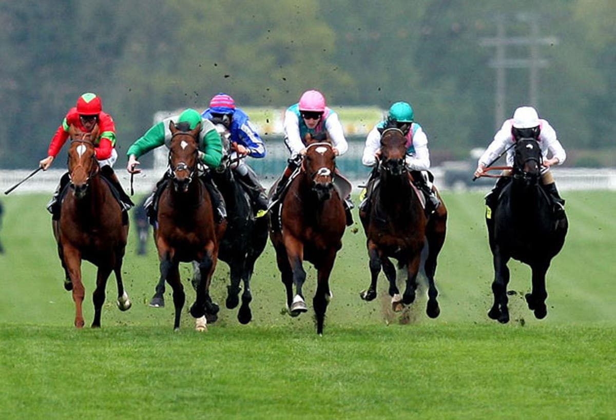 Frankel looks the real deal | The Independent | The Independent