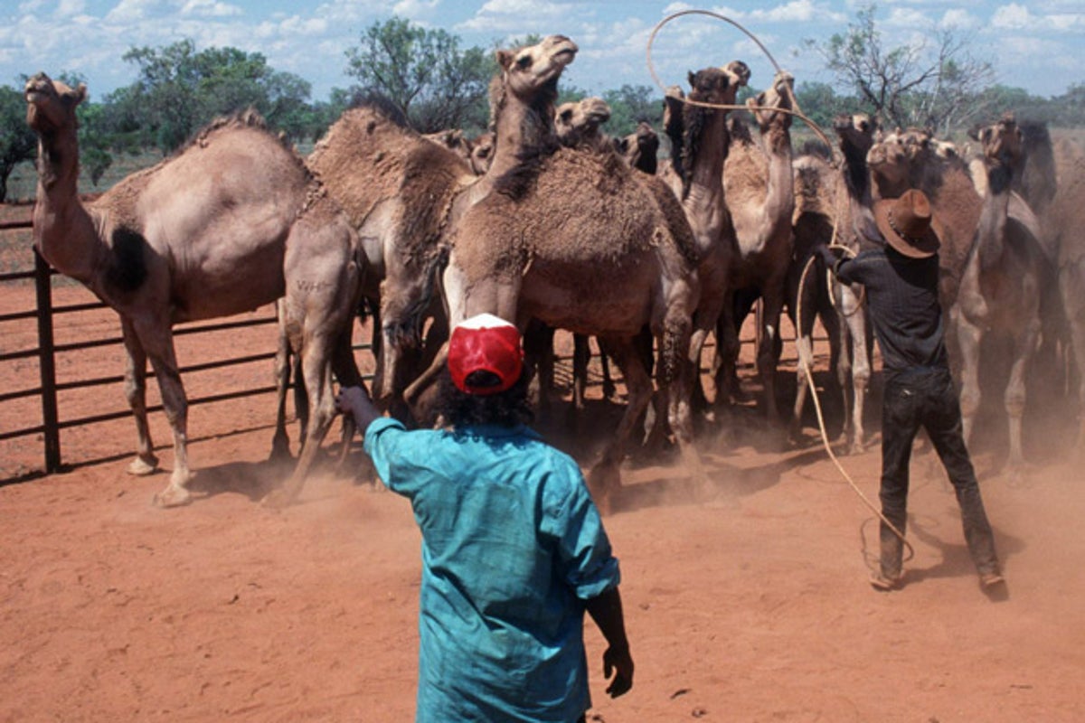 New solution to an outback pest: put another camel on the barbie | The ...