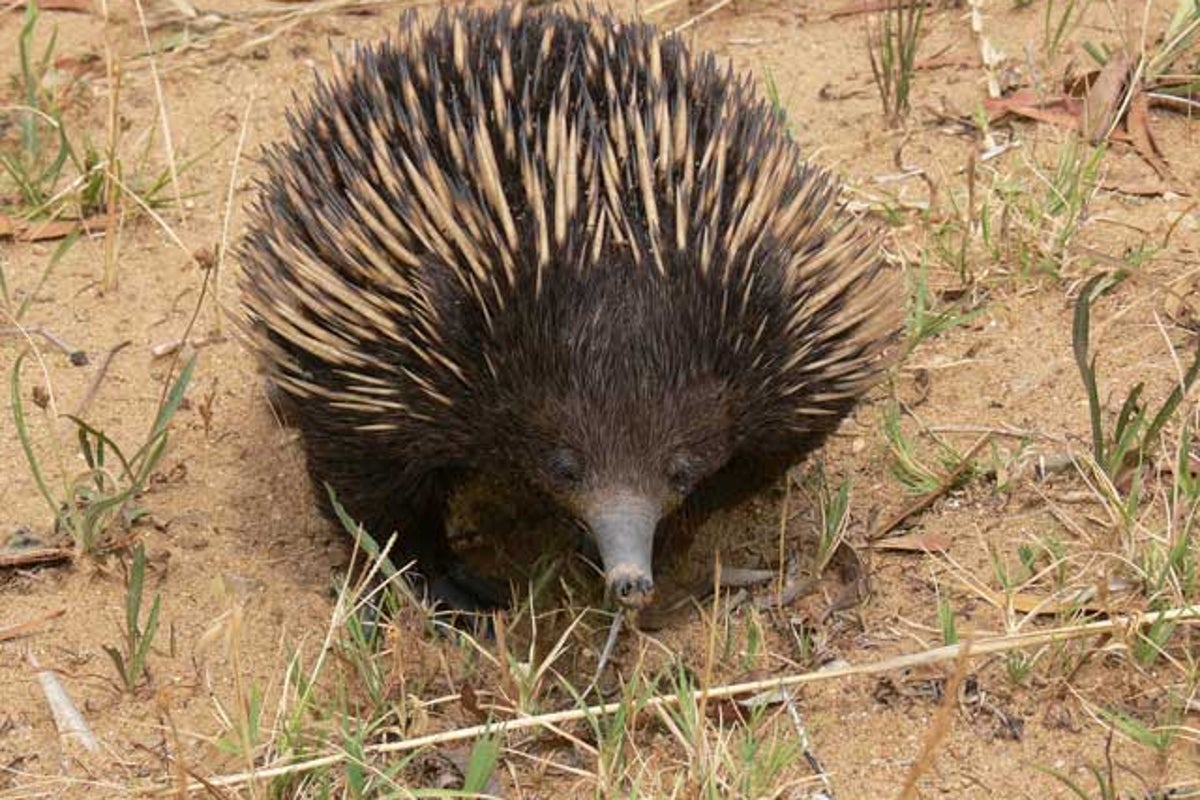 Where the weird things are: Antipodean marvel with spiky ways | The ...