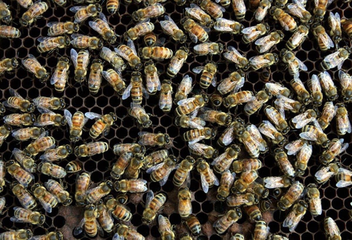 Swarm of 800,000 bees kills Arizona gardener | The Independent | The ...