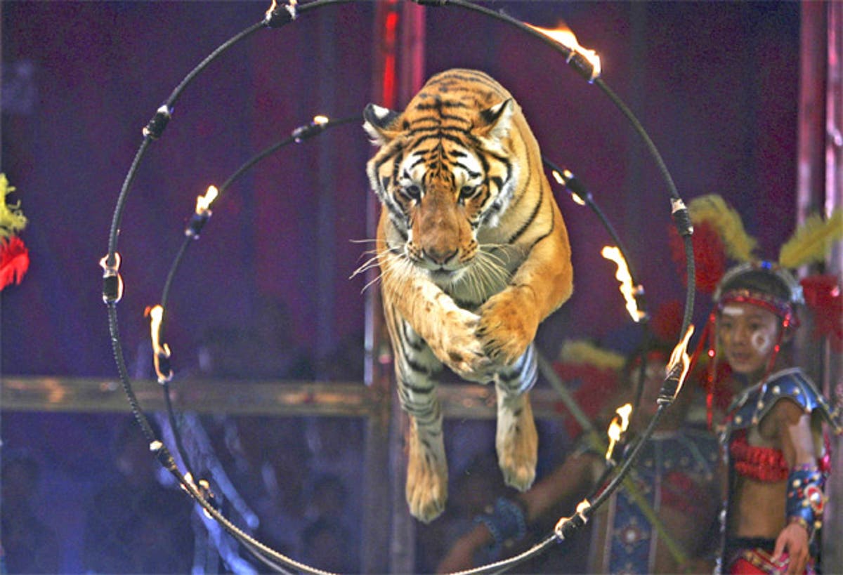 Government to ban use of wild animals in travelling circuses from 2015 ...