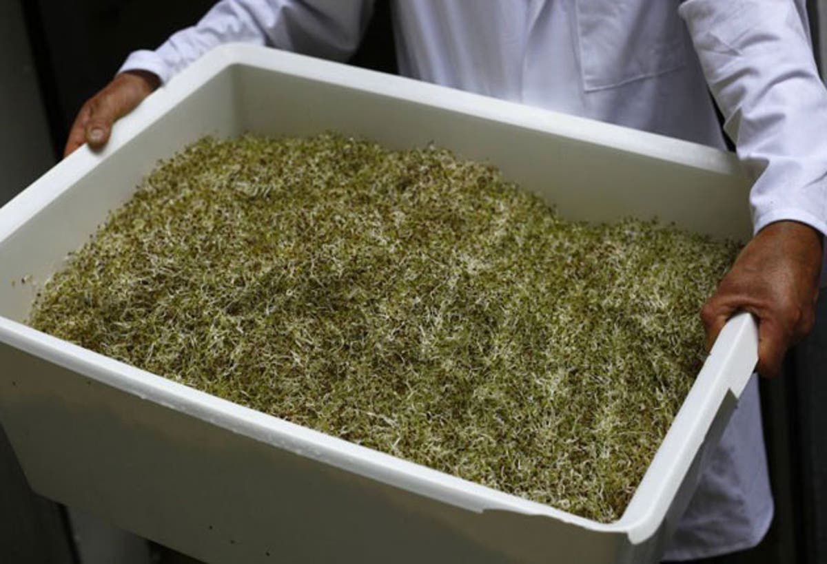 E.coli outbreak remains a mystery | The Independent | The Independent