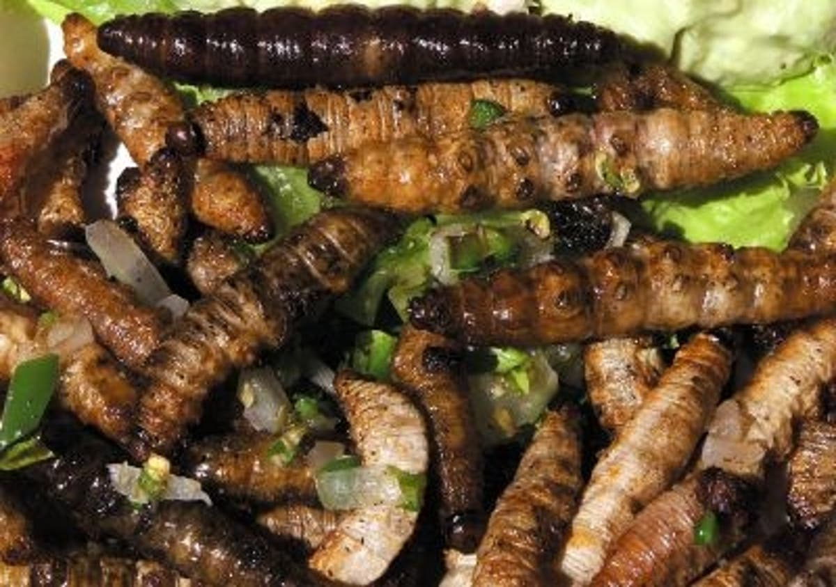 Scientists 'grow' edible insects in Costa Rica | The Independent | The ...
