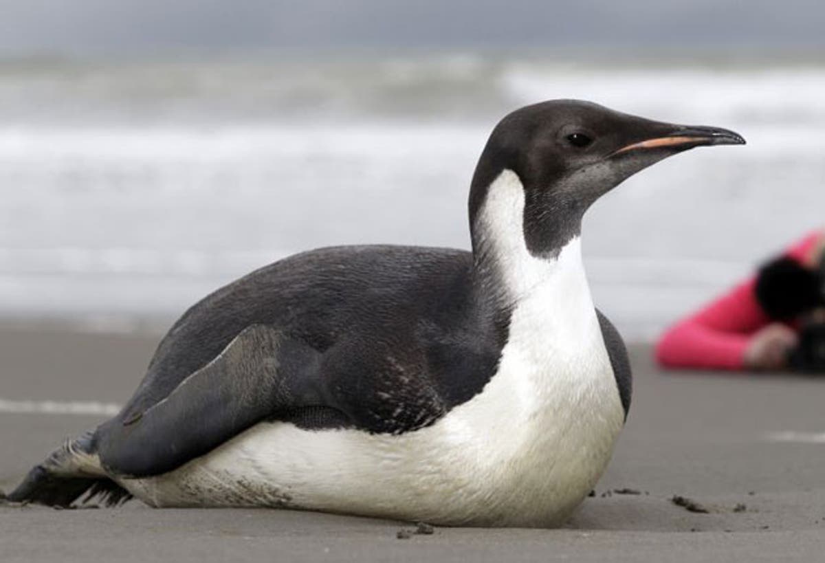 No lift back to Antarctica for lost Penguin | The Independent | The ...