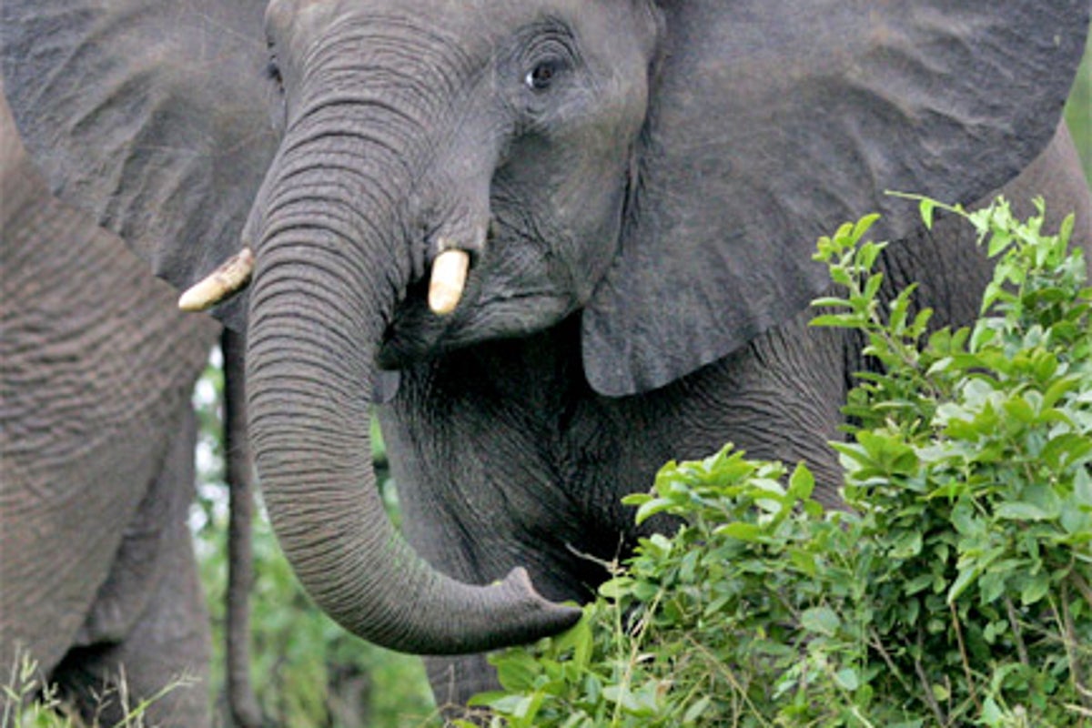 Happy the elephant dies at Bronx Zoo after landmark animal rights legal ...