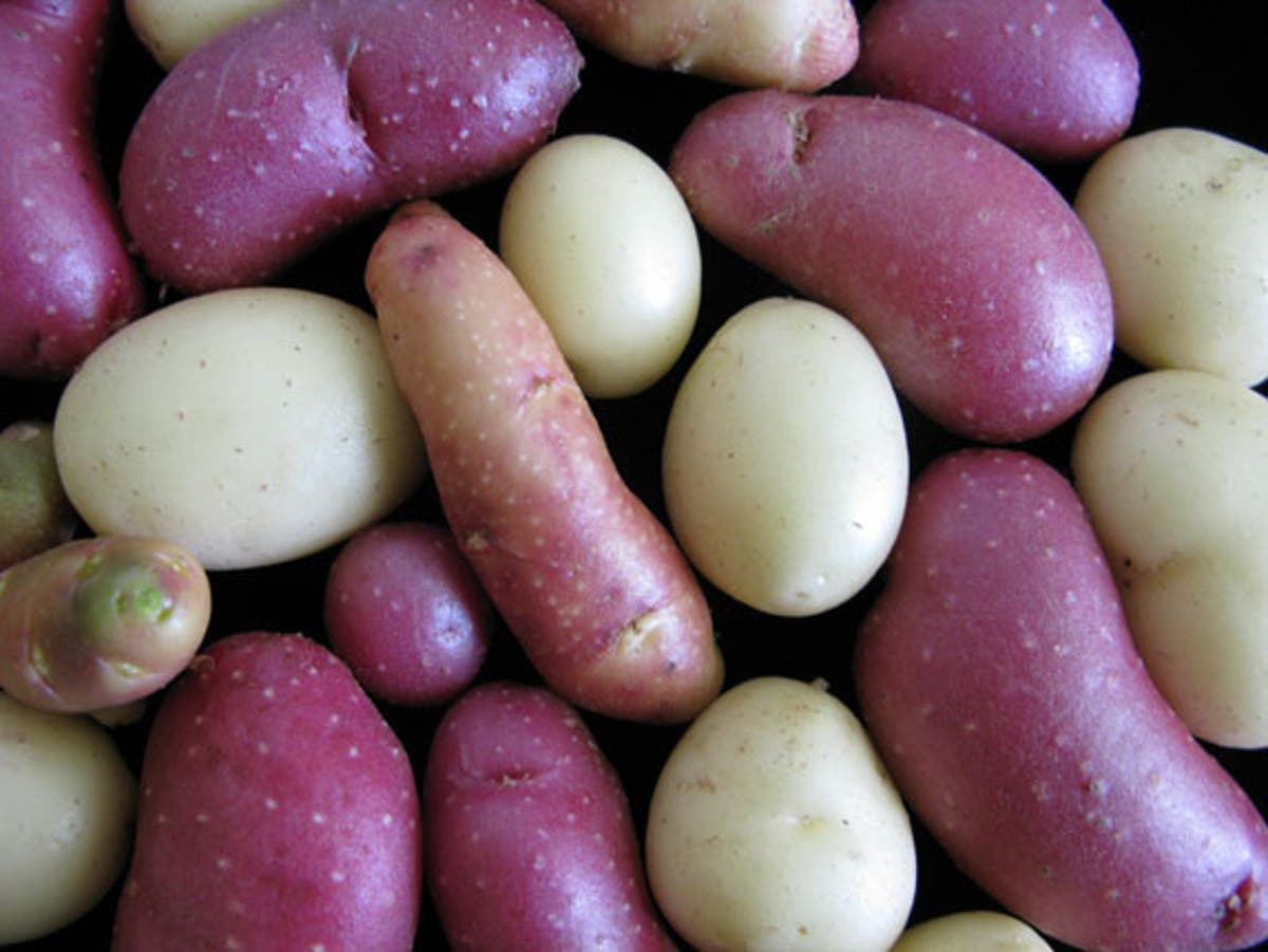 Super-spuds to feed world as genetic code is cracked | The Independent ...