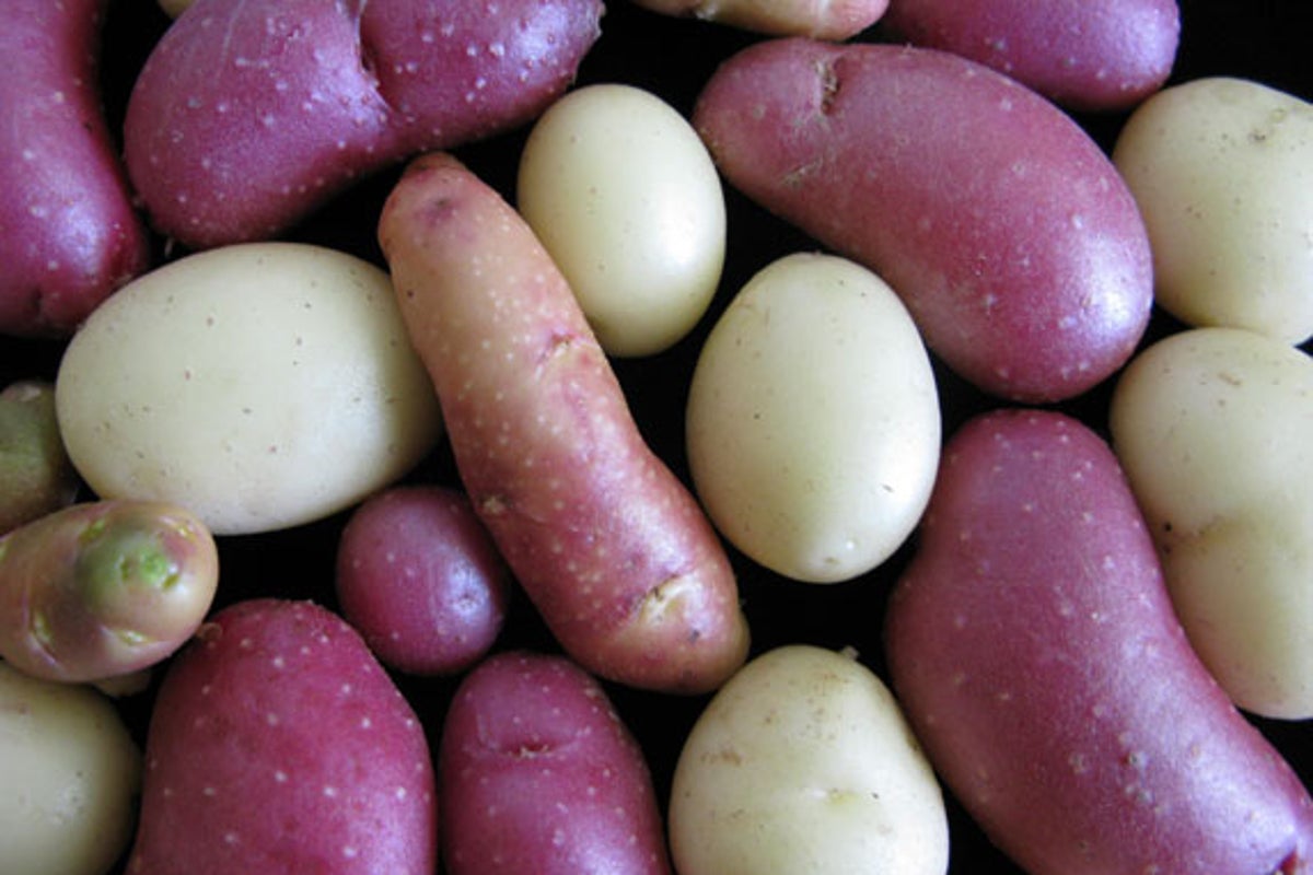 Super-spuds to feed world as genetic code is cracked | The Independent ...