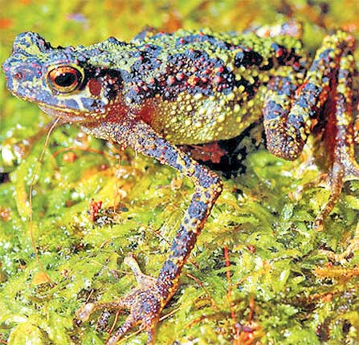 Scientists discover toad species last seen in 1924 | The Independent ...