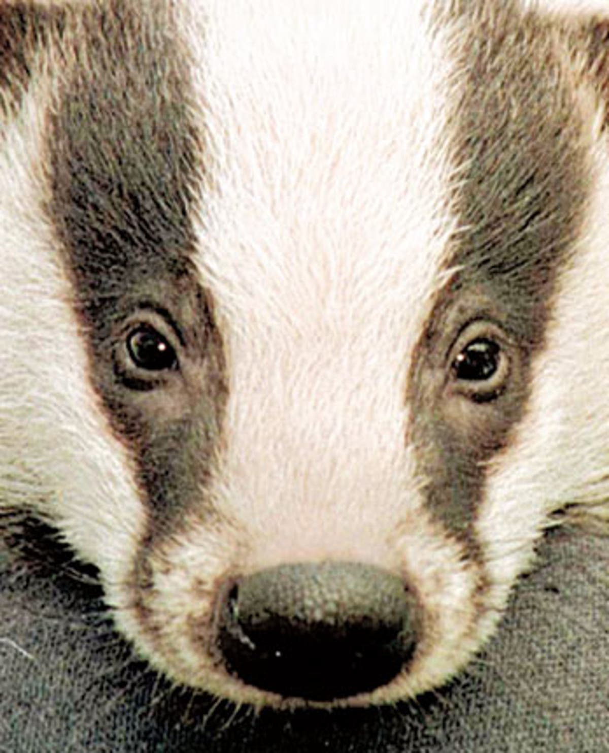 Caroline Spelman fires starting gun on badger cull | The Independent ...