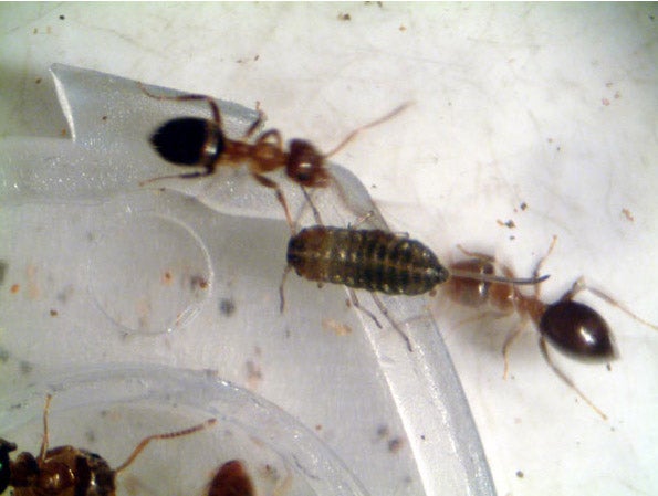 Man arrested at airport after trying to smuggle 2,238 queen ants in his ...
