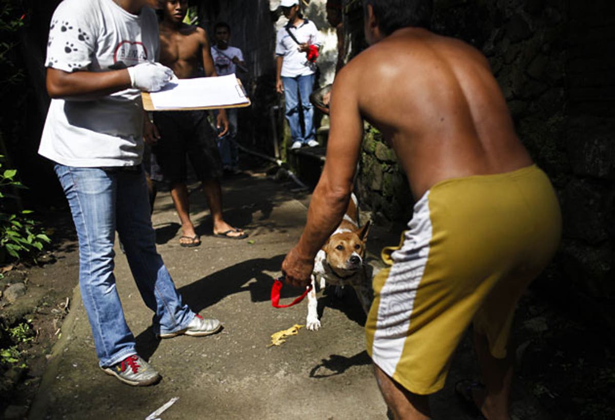 Rabies is killing more than 55,000 a year | The Independent | The ...