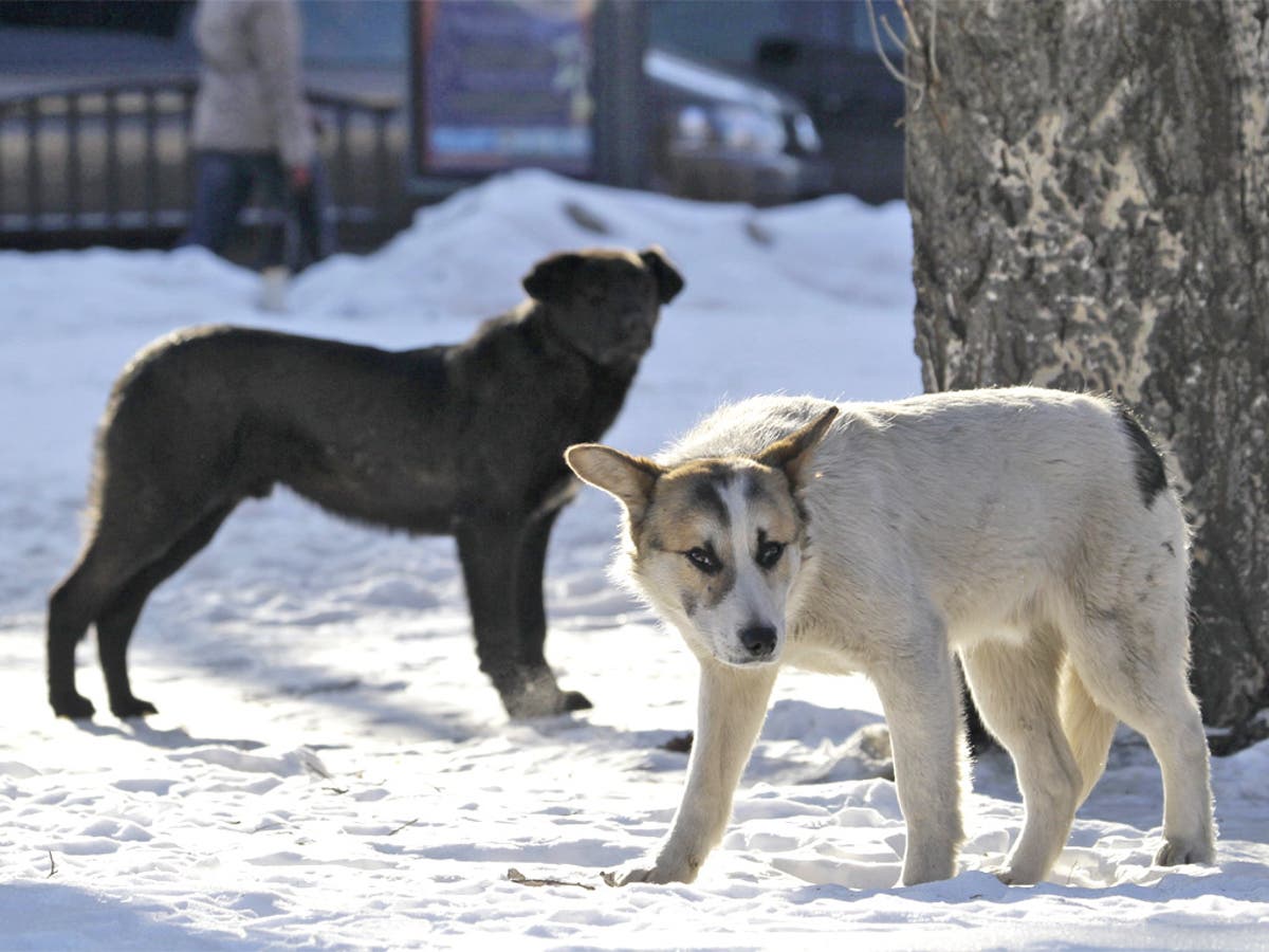 Howls of protest greet plan to round up Moscow's stray dogs | The ...