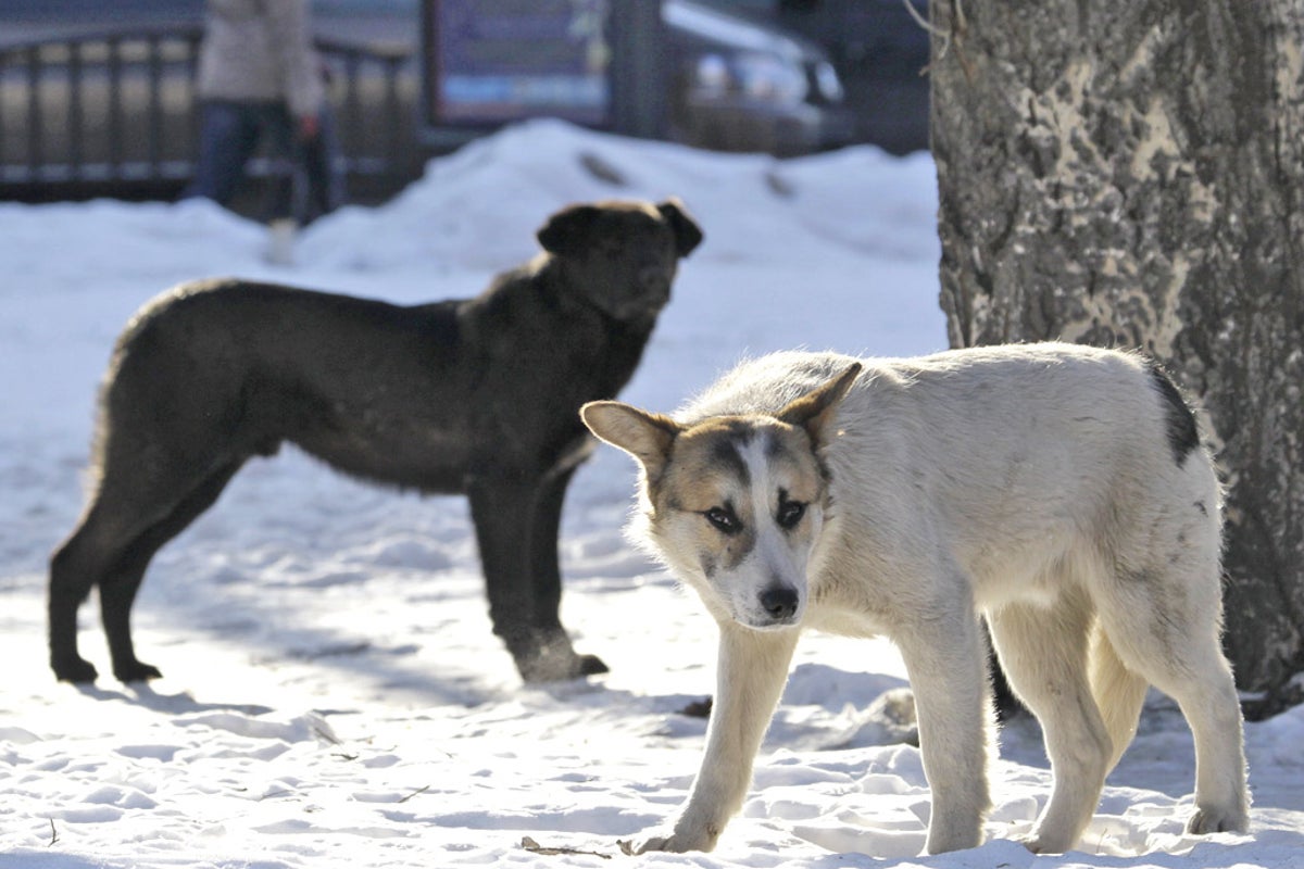 Howls of protest greet plan to round up Moscow's stray dogs | The ...